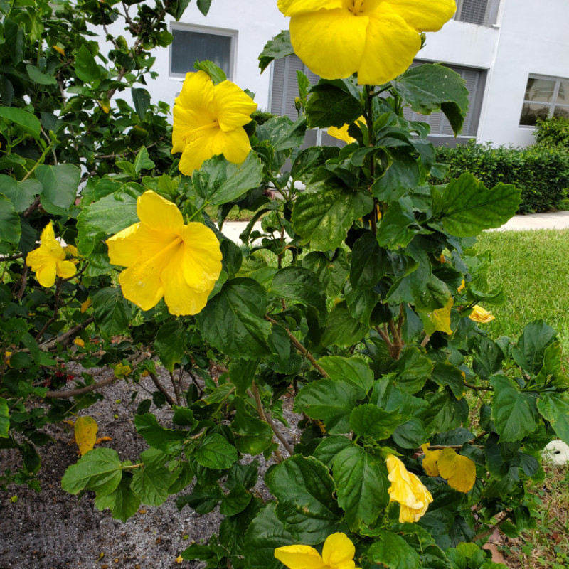 Lighthouse Point Gardens, Inc